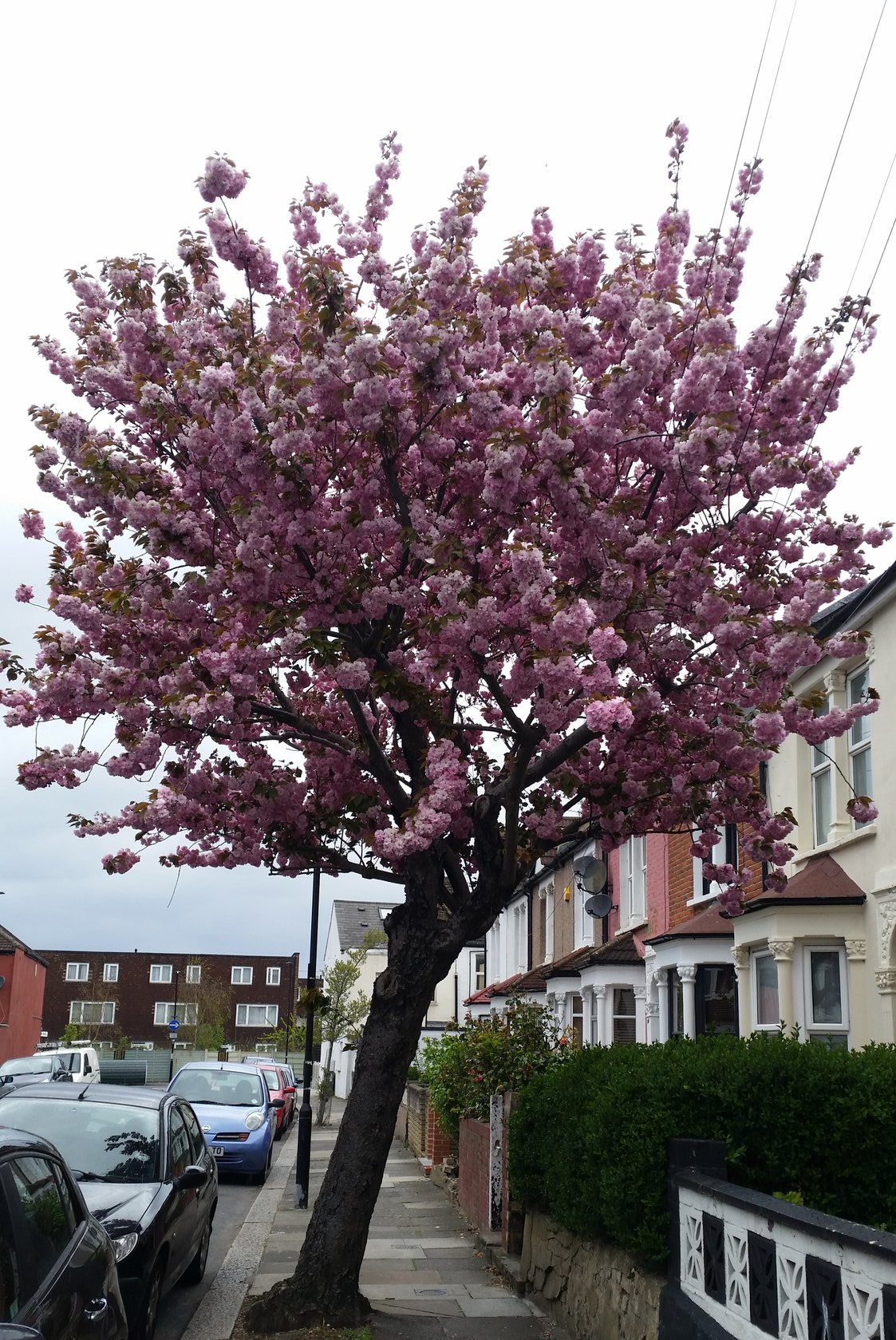 How and why I learnt the names of my street trees during lockdown ...