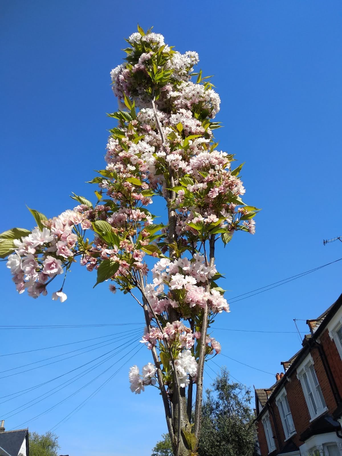 How and why I learnt the names of my street trees during lockdown ...
