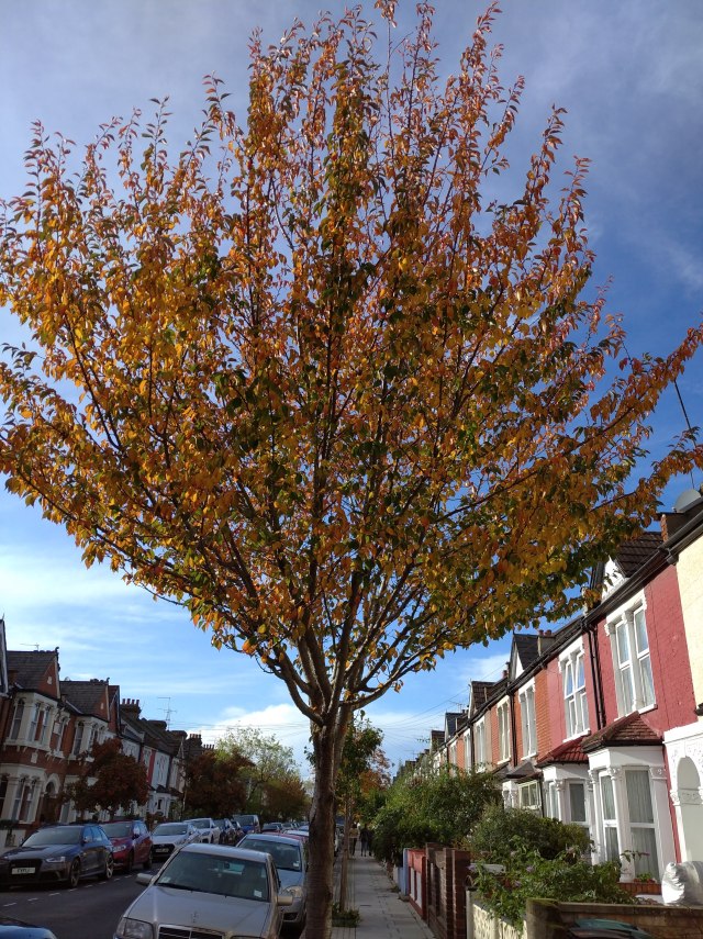 How and why I learnt the names of my street trees during lockdown ...